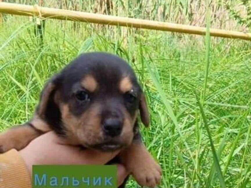 Щеночки в дар