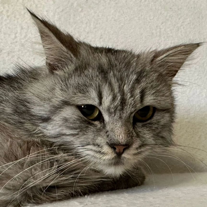 Шикарный котик погибал на улице