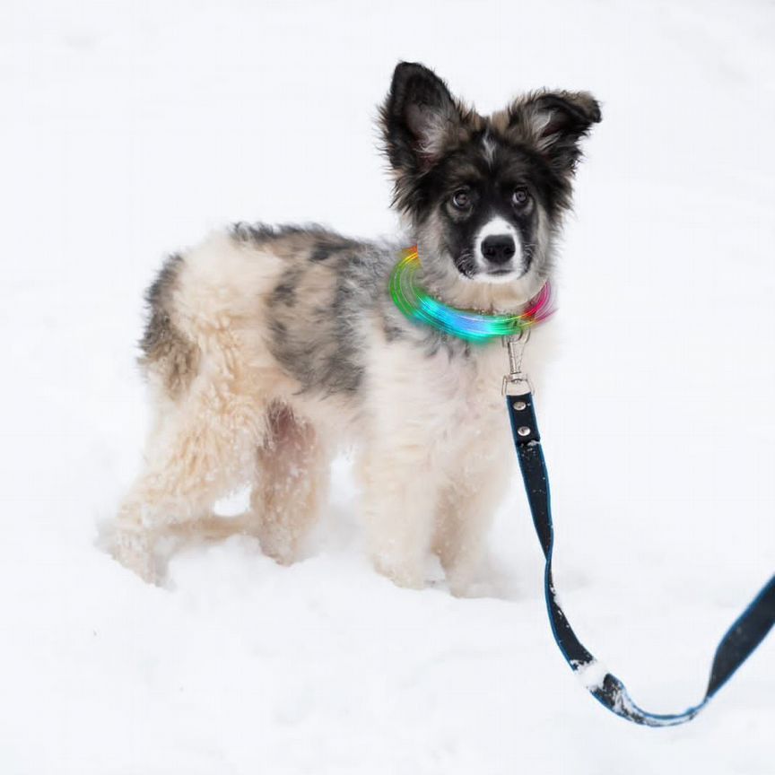 Малышка щенок 4 мес.ищет дом