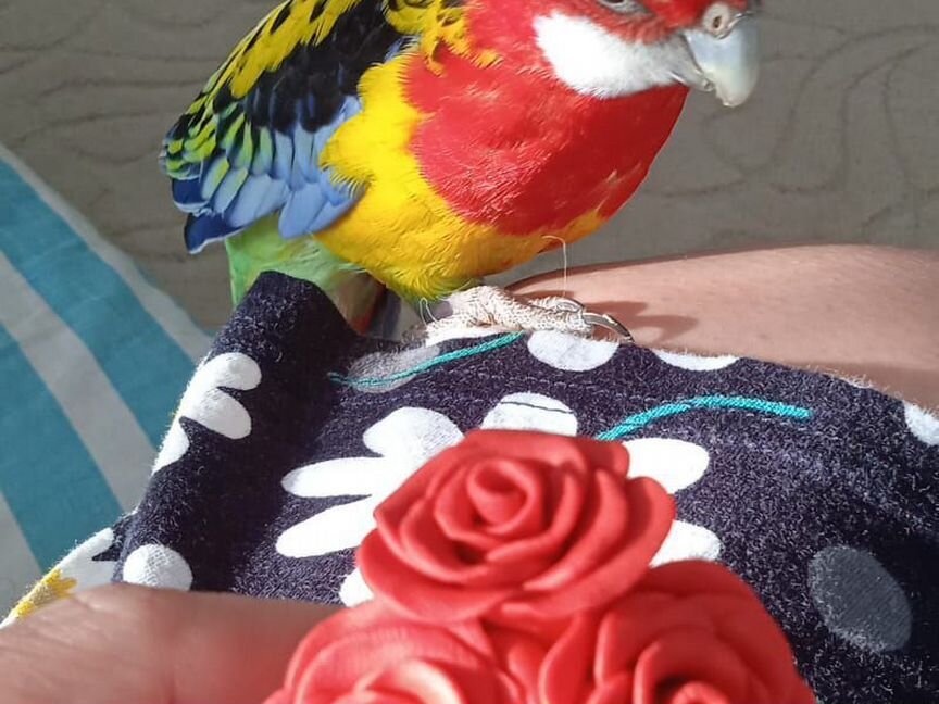 Попугай розелла