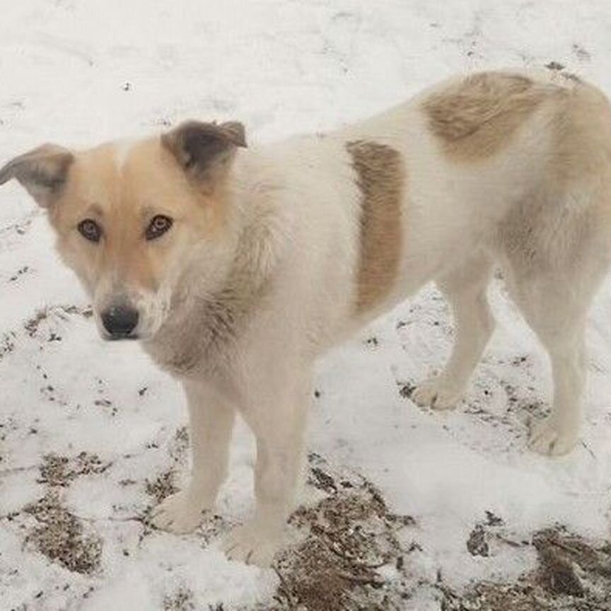 Отдам в добрые руки