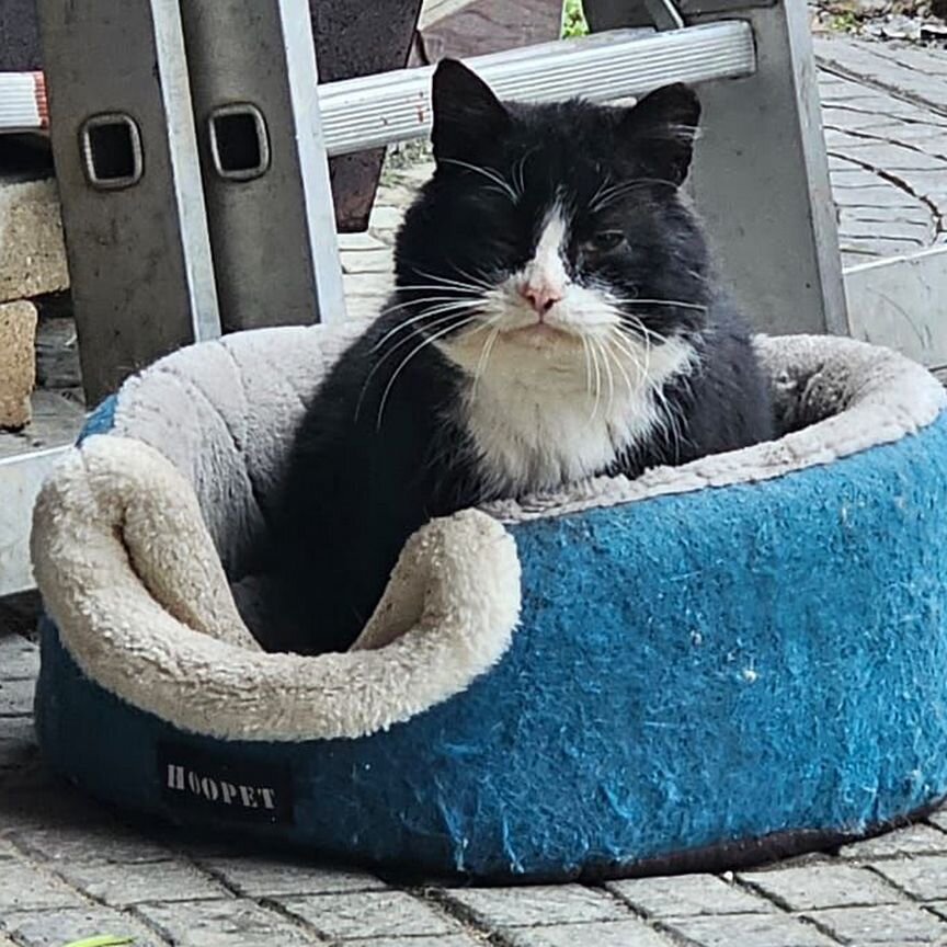 Кошки в добрые руки