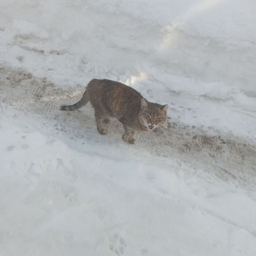 Кошка,бездомная