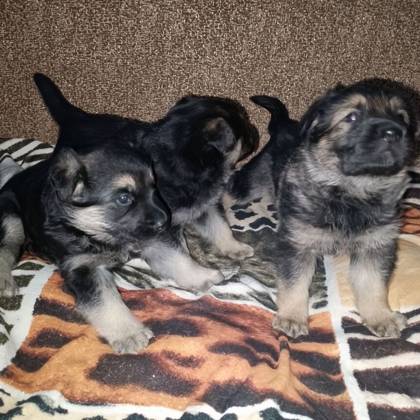 Немецкая овчарка, щенок