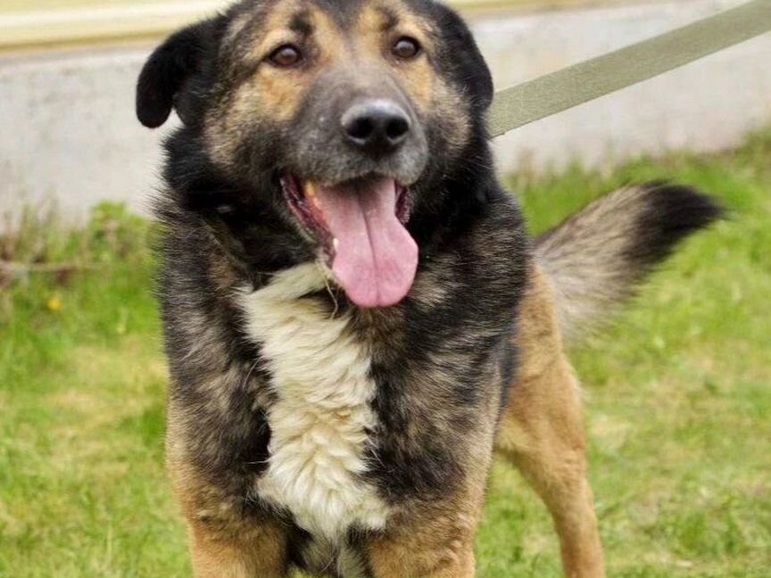 Собака в дом Амур надёжный друг и защитник