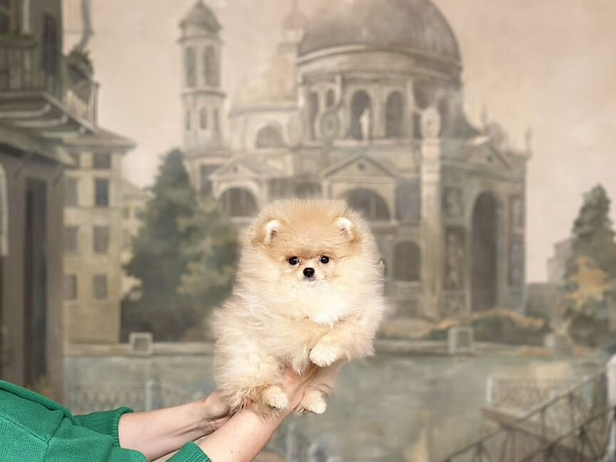 Померанский шпиц мини мишка