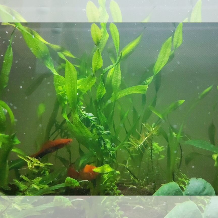 Аквариумные растения