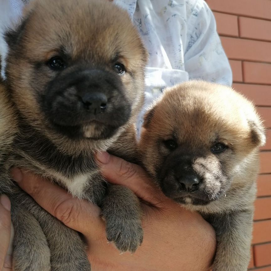 Шиба сиба ину