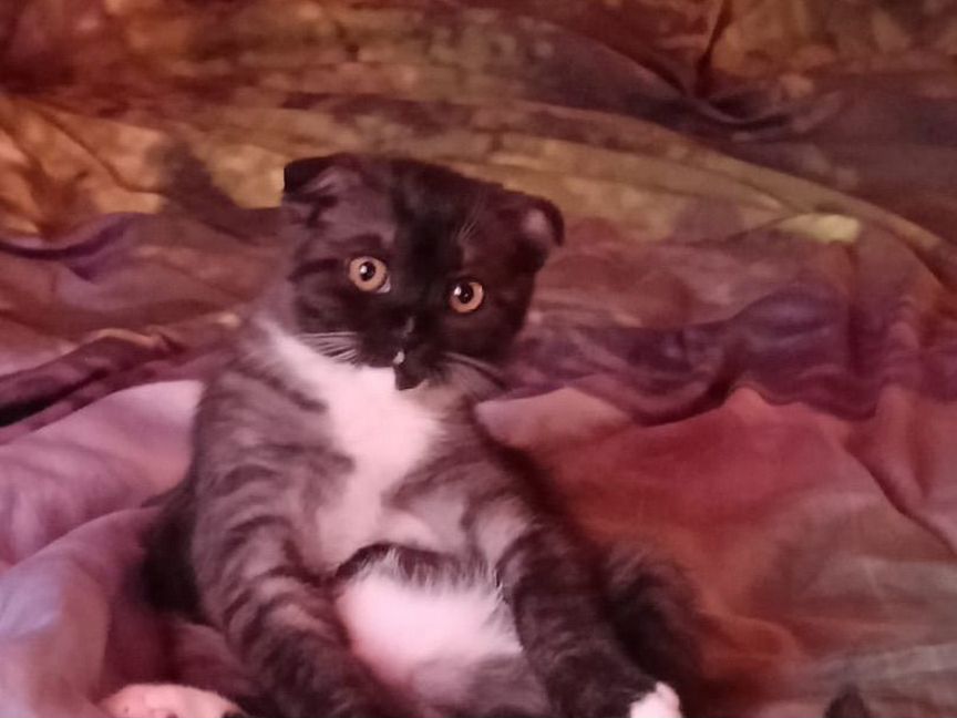 Кошка