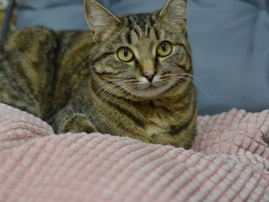 Ненавязчивая кошечка Злата полосатая тигровая