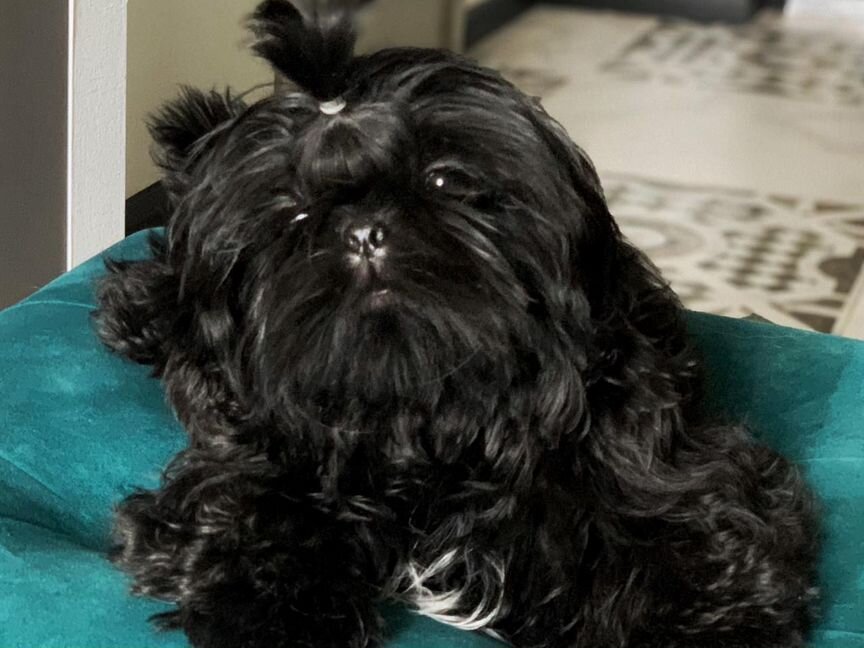 Щенки ши-тцу