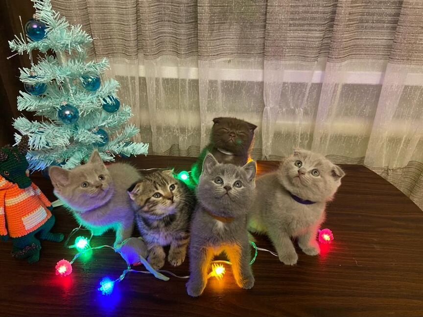 Британские котята