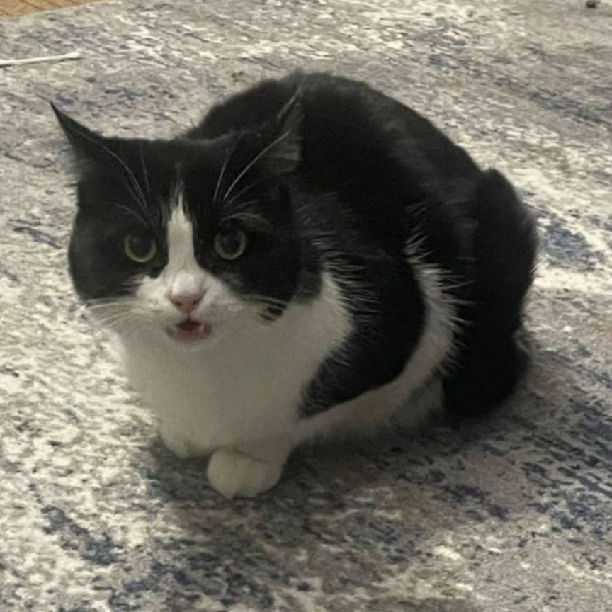 Кошки