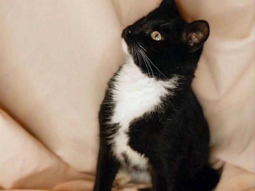Котик Оскар