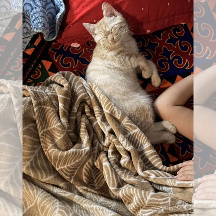 Котёнок в добрые руки