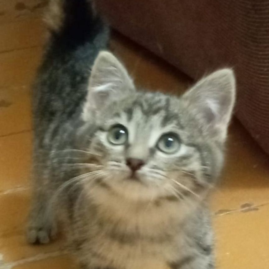 Котенок ищет дом