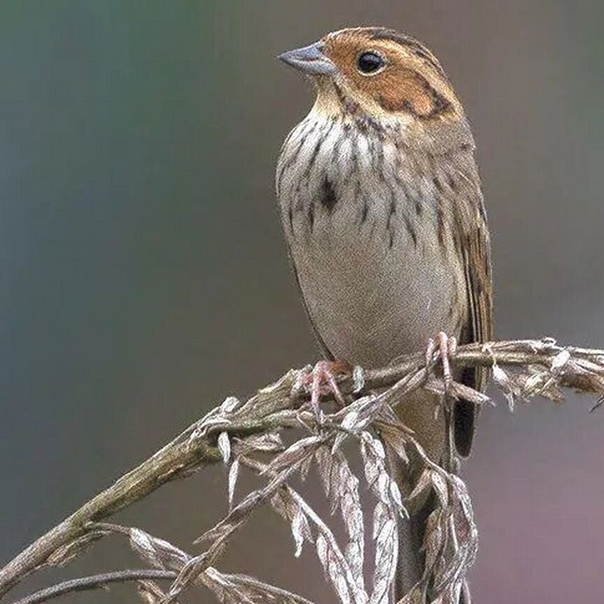 Миниатюрная спокойная птичка