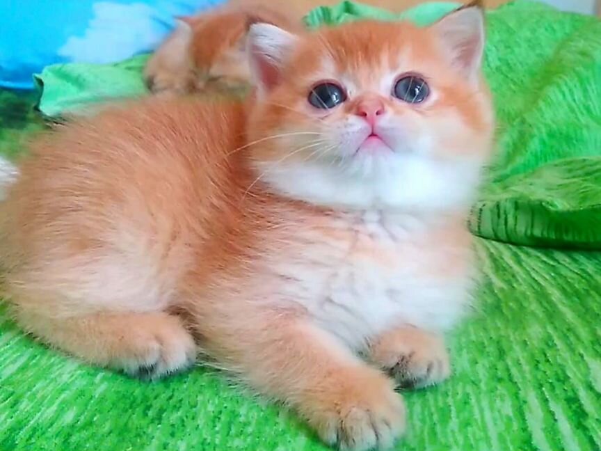 Британские котята