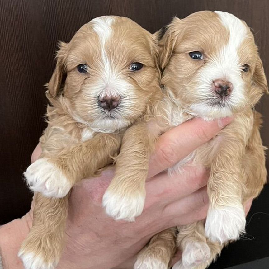 Мальтипу, щенок