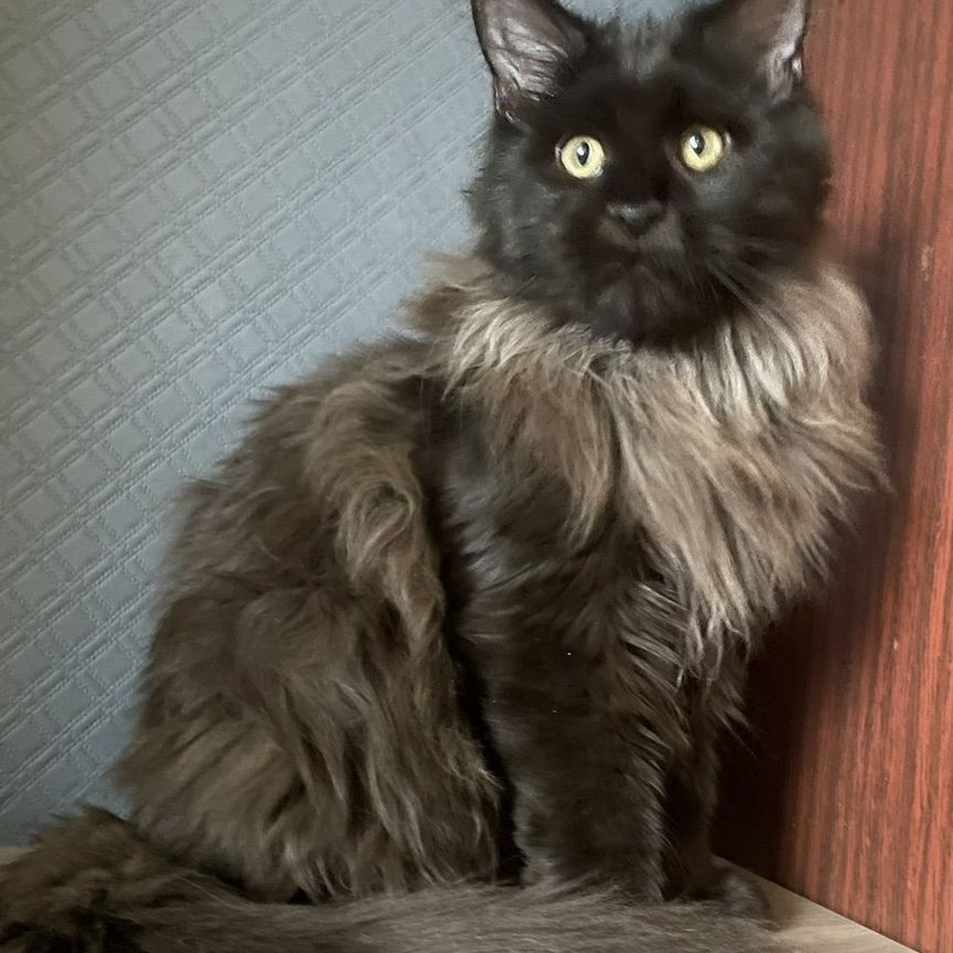 Котята мейн-кун