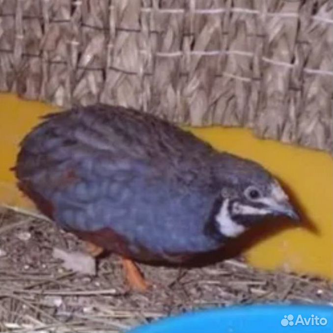 Китайский расписной перепел