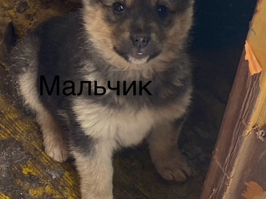 Щенята в добрые руки отдам бесплатно