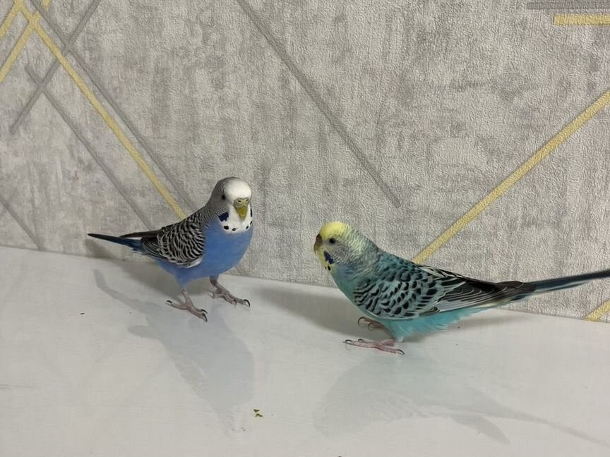 Волнистый попугай с клеткой