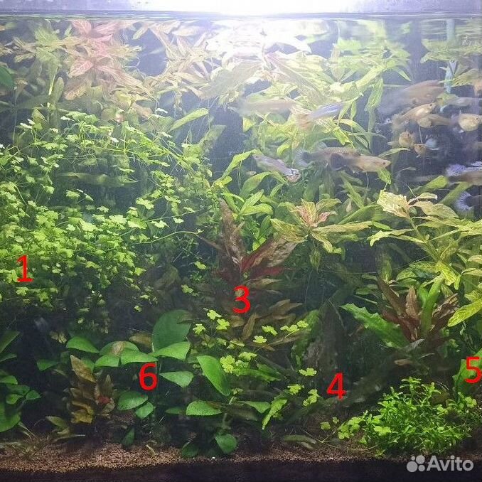 Аквариумные растения и гуппи