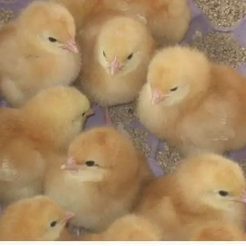 Суточные курочки Хайсек браун