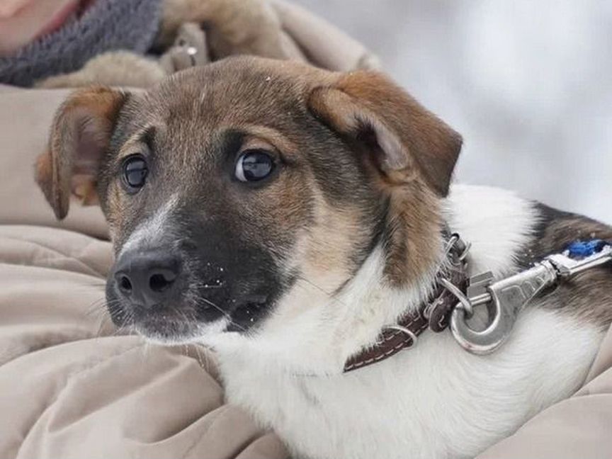 Ника ищет хороших хозяев