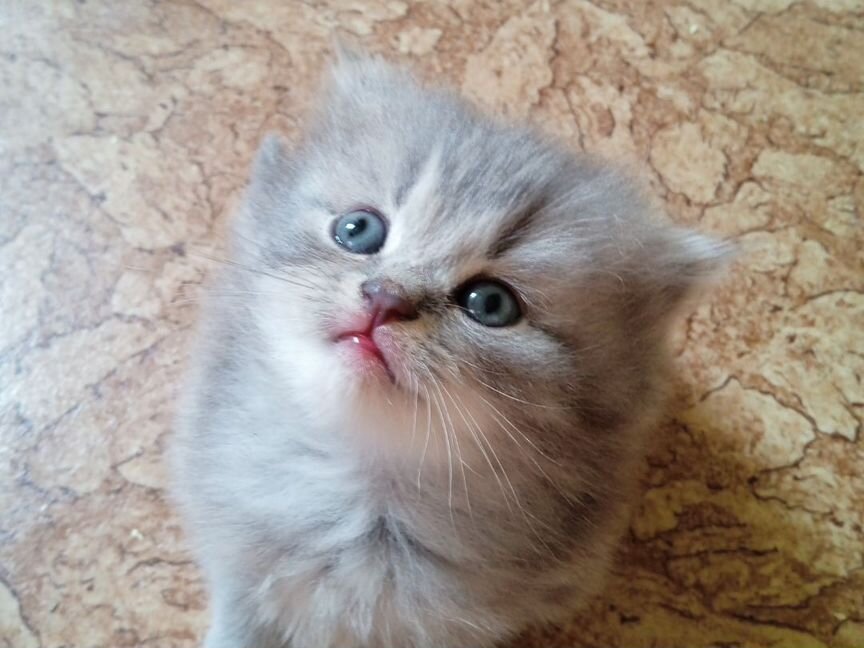 Шотландские котята