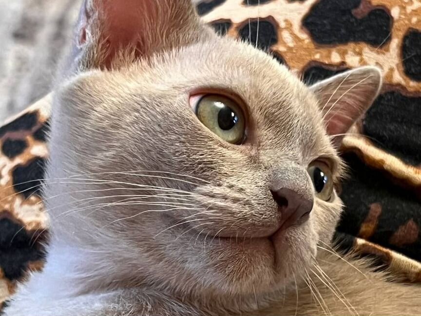 Котята Бурманская лиловый