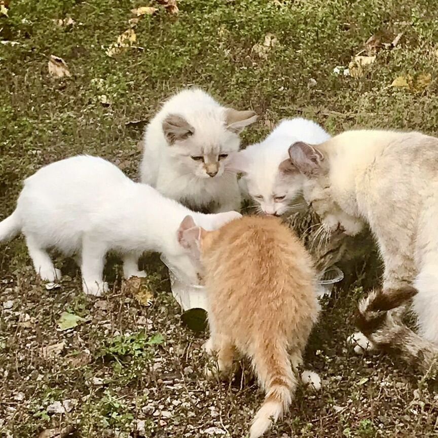 Котята