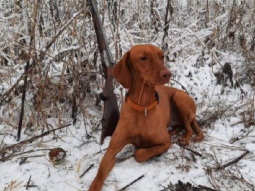 Собака для охоты венгерская легавая щенки РКФ