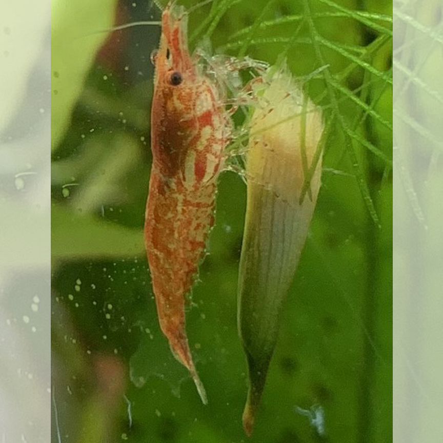 Аквариумные креветки