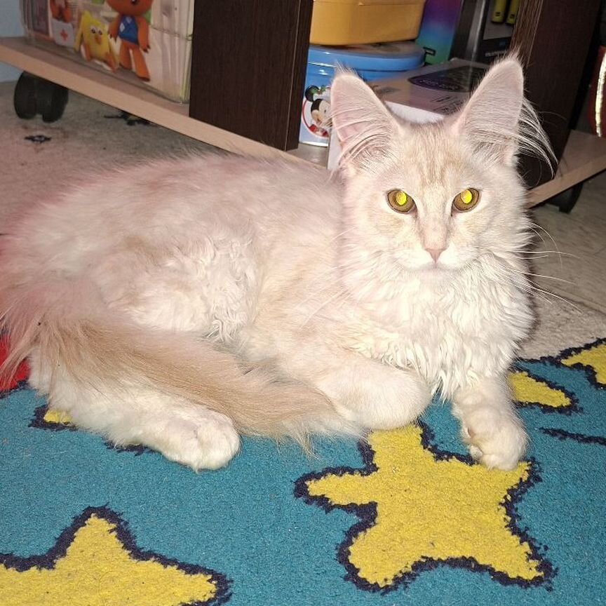 Мейн-кун котёнок