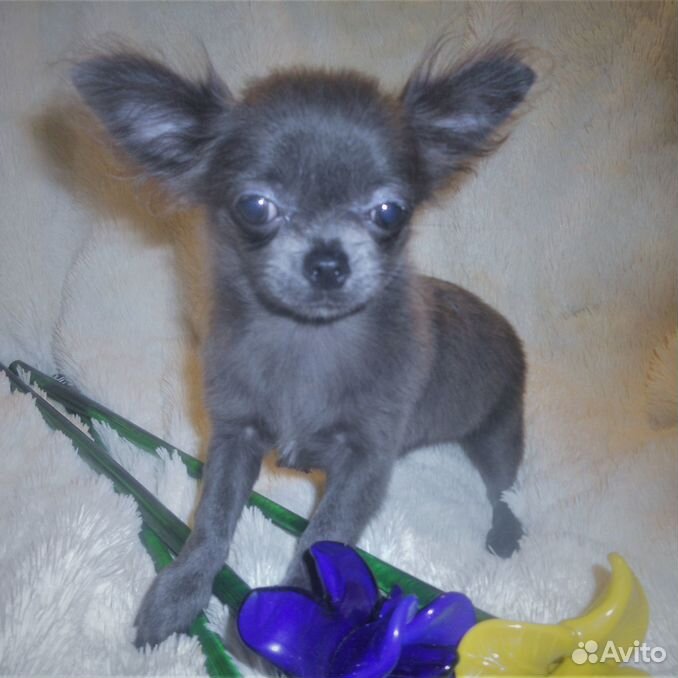 Голубая мини куколка