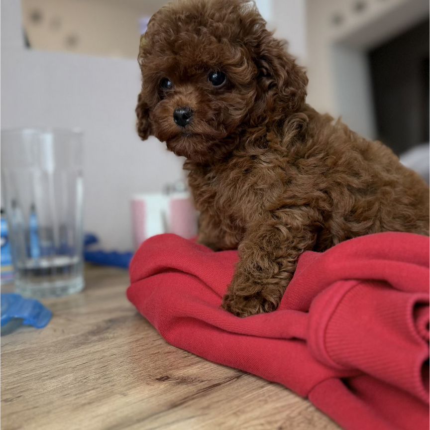 Той-пудель, щенок