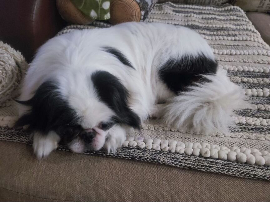 Японский хин