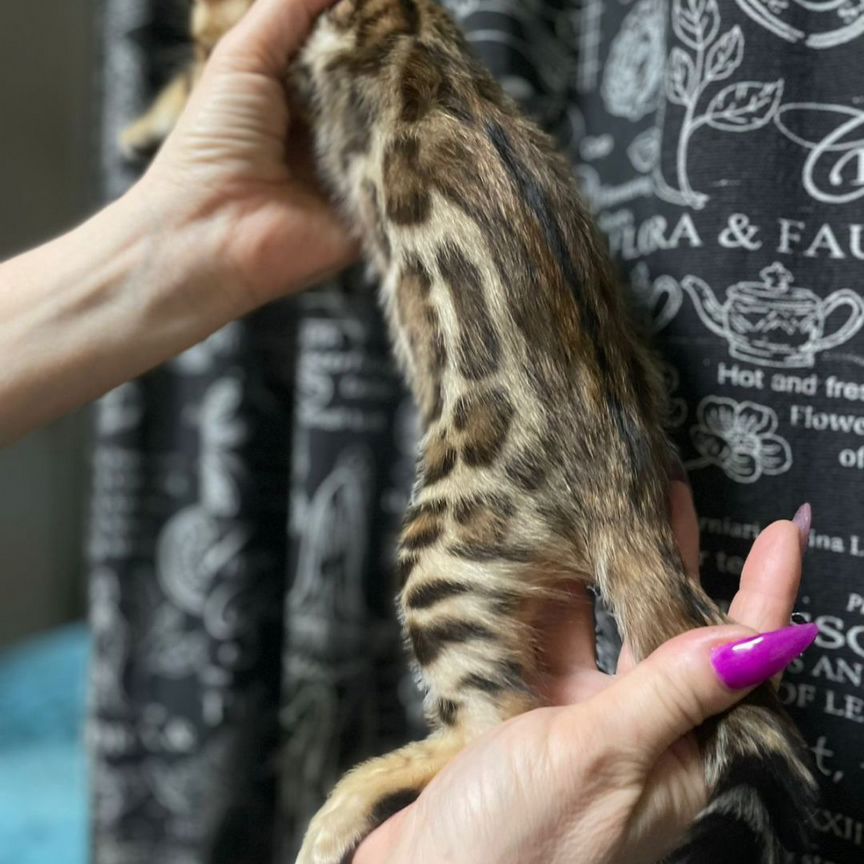 Бенгальские котята