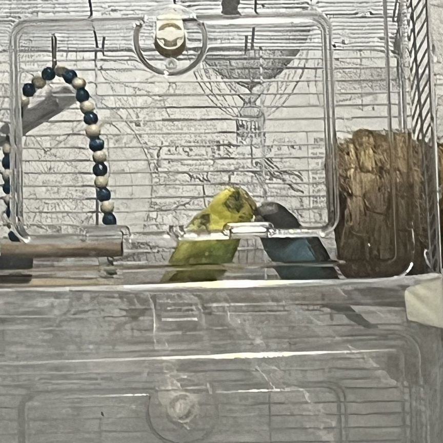 Волнистый попугай