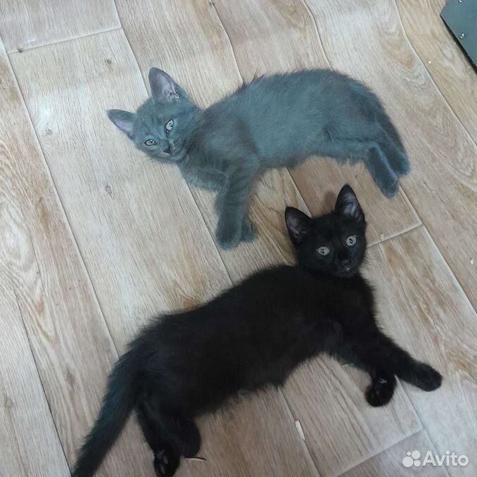 Две красивые девочки ищут новый дом