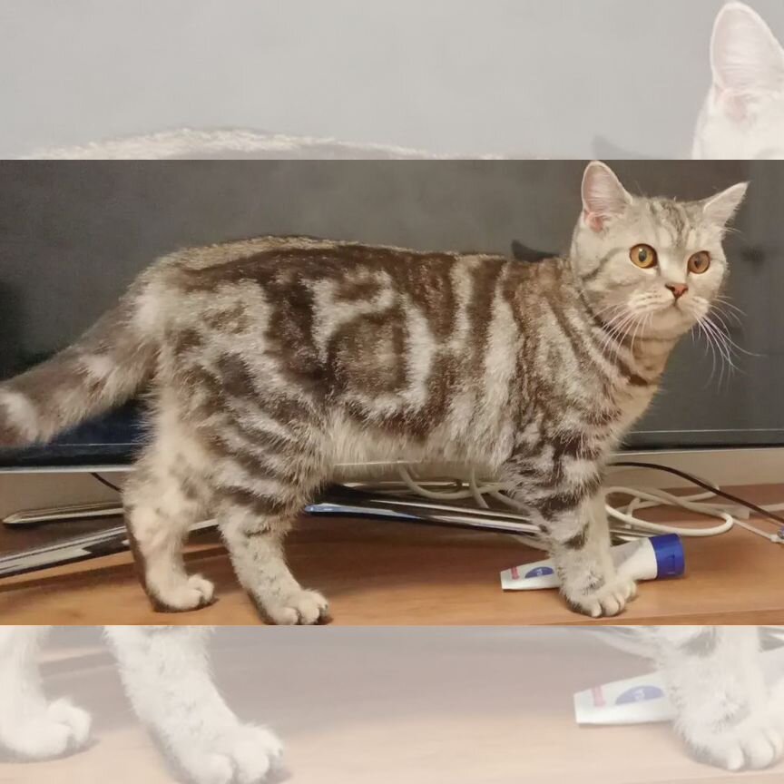 Британский короткошёрстный котёнок