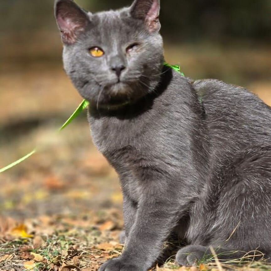 Кот-антистресс для вас