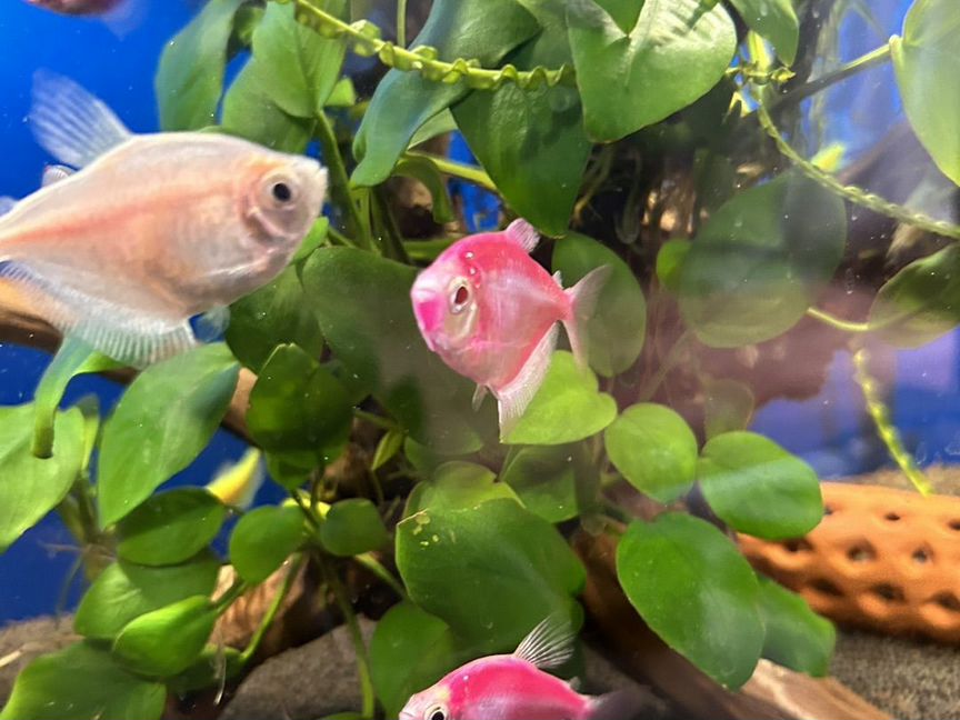 Теренция аквариумные рыбки