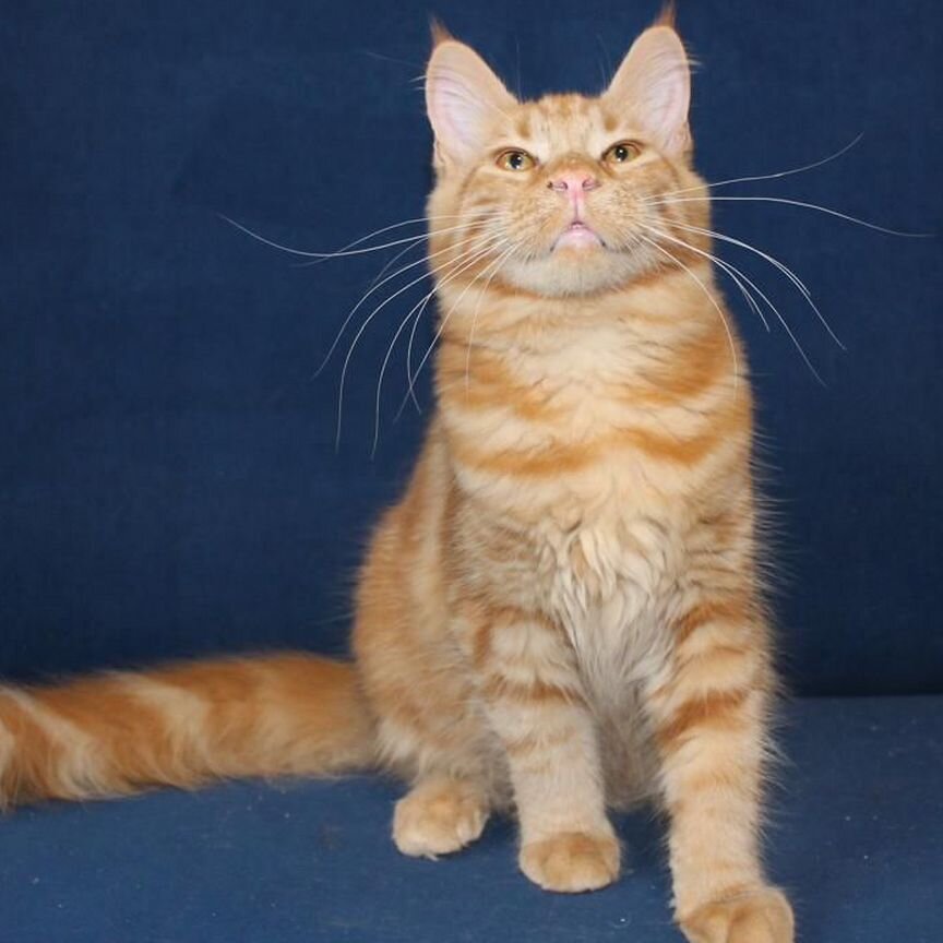 Мейн-кун котёнок