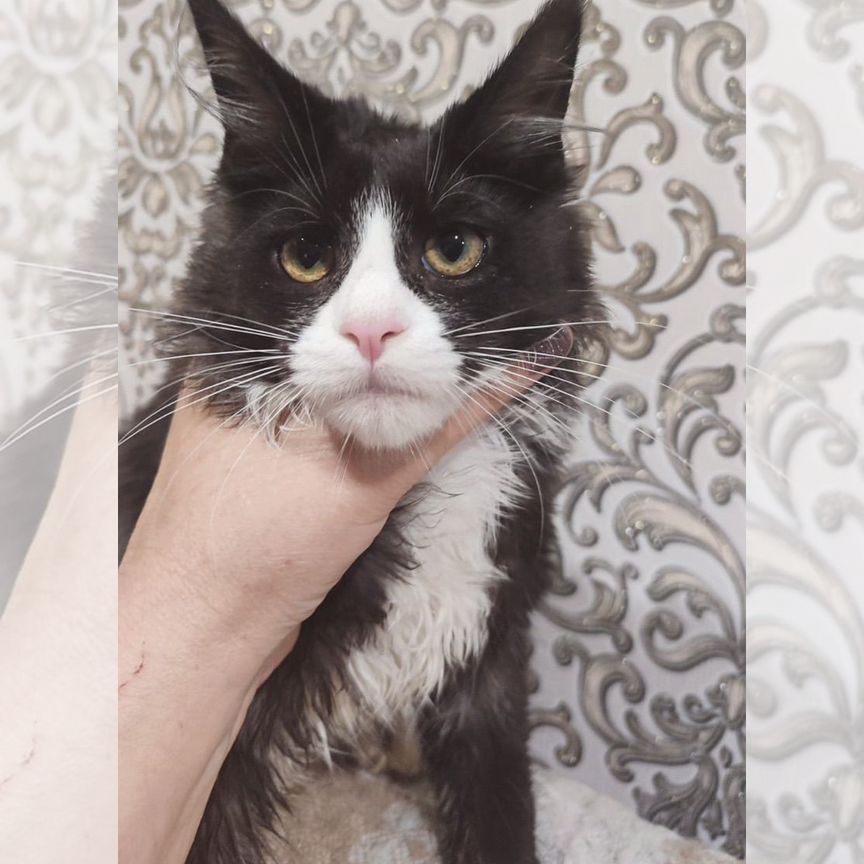 Котята породы мейн-кун