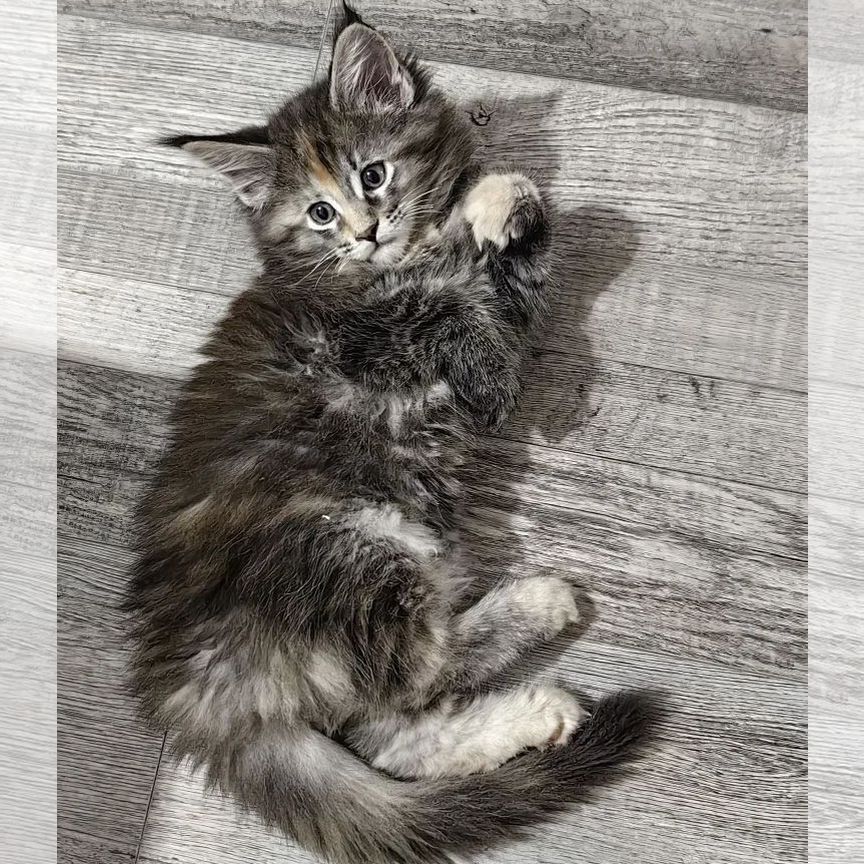 Мейн-кун котёнок