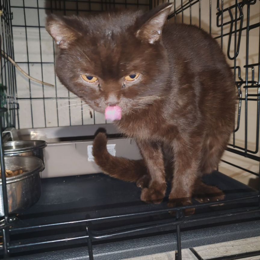 Шоколадный шотландец ищет дом