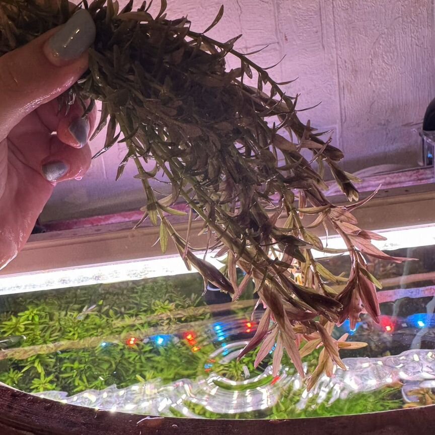 Ротала индика